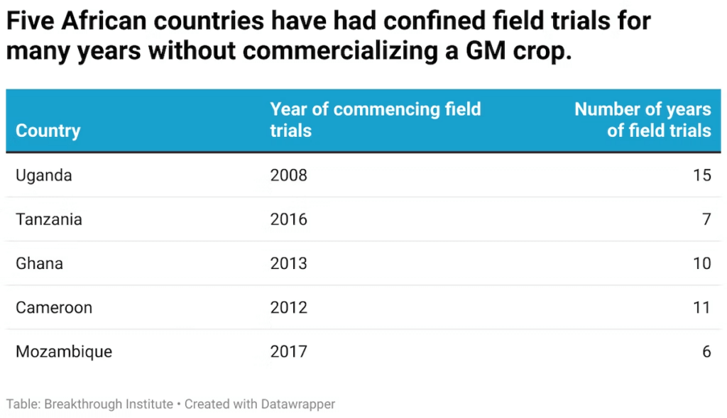 Only 7 African countries commercially grow genetically engineered crops ...