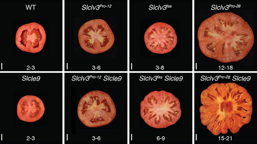 Should we be concerned that gene-editing seeds will cascade into ...