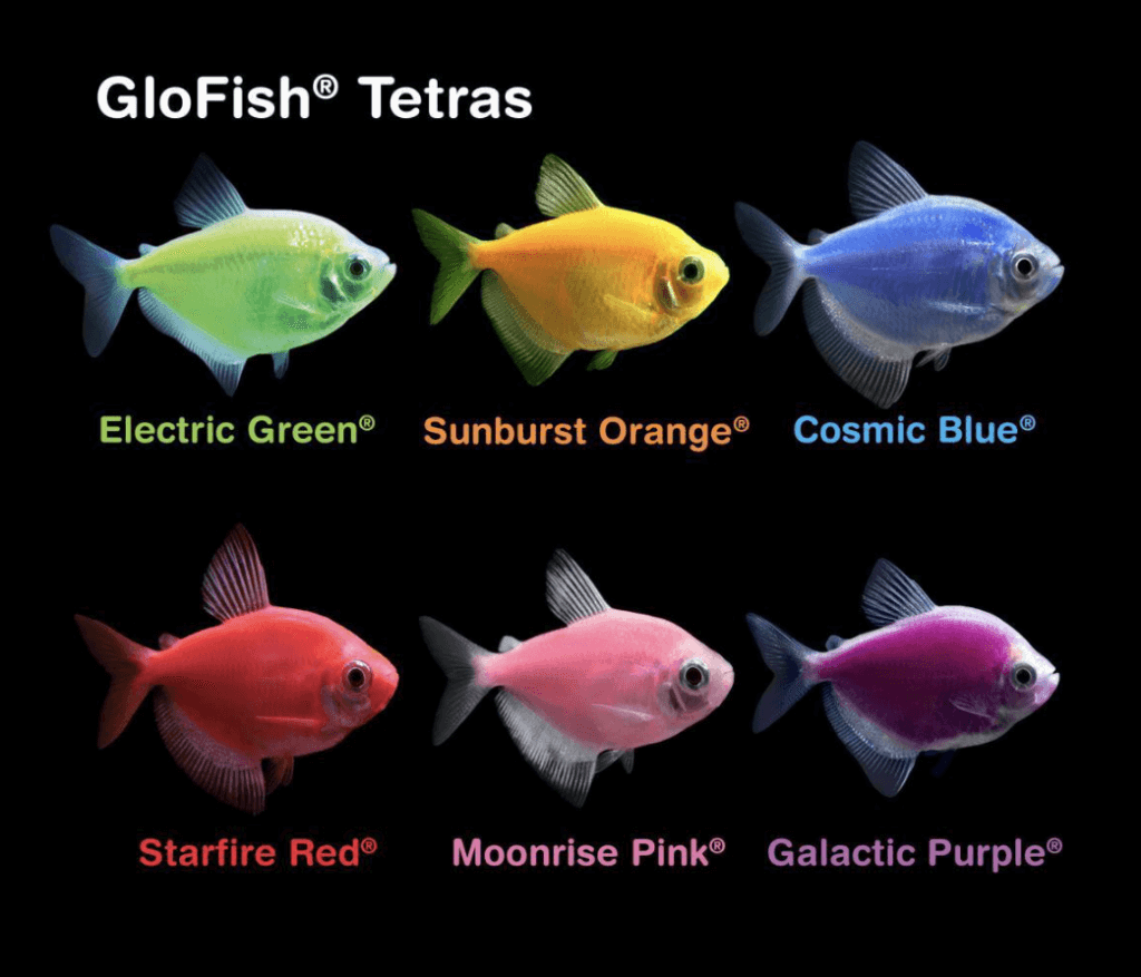 How the FDA decimated the entire biotech sector of genetically ...