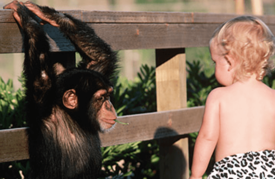 Empathy and anticipation of desires: Children have it, but apes do not ...