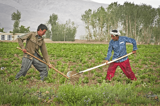 Pakistan edges closer to inevitable embrace of sustainable genetically ...
