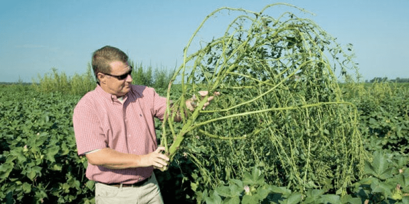 How CRISPR gene drives could help eliminate pesticide-resistant ...