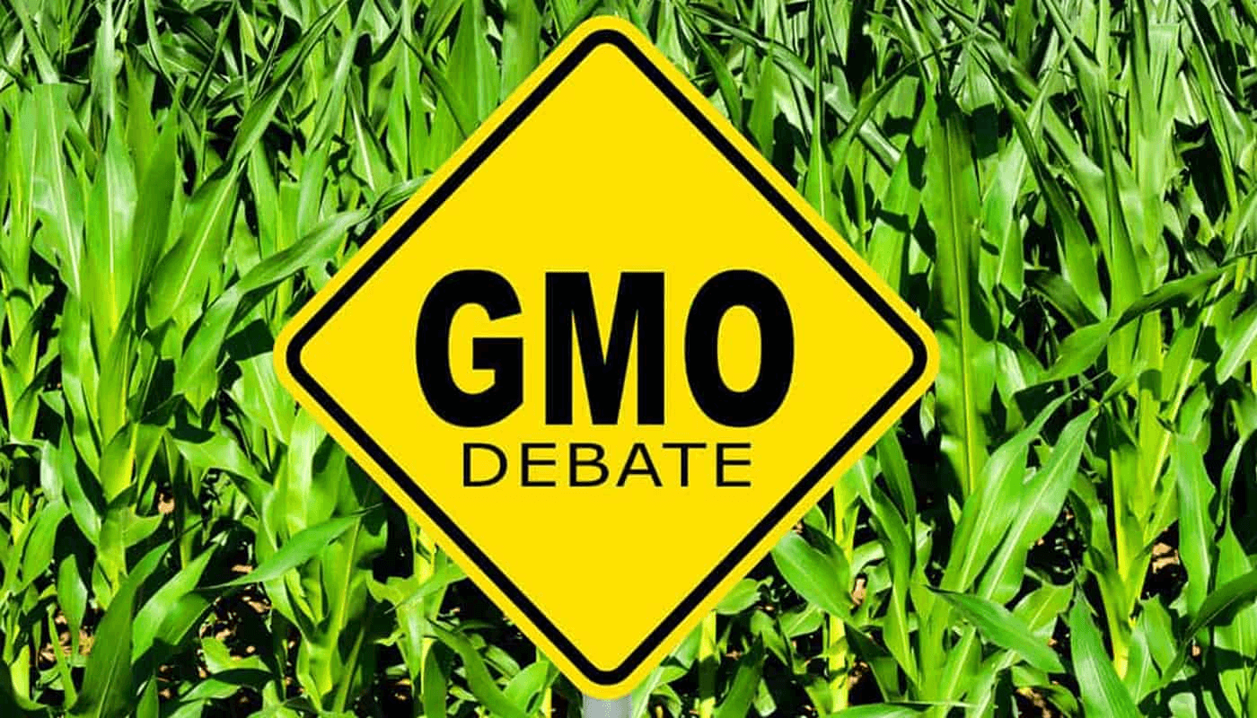 Viewpoint — Part III: Claimed side-effects of GM crops from GMO corn ...