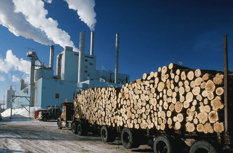 How gene editing and AI can drive sustainable forestry and ...