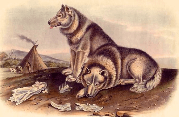 Puppy love: When did the ‘unique and deeply ancient role of dogs as ...