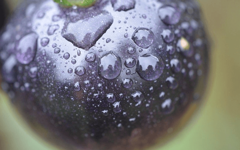 Why you may soon be shopping for tomatoes enhanced with snapdragon ...