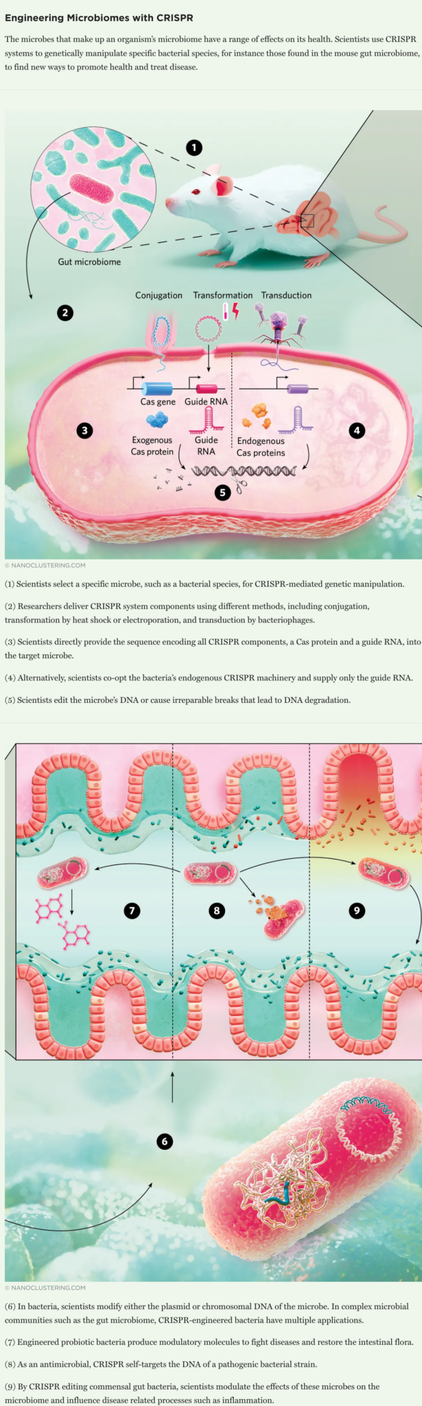 Infographic: Could gut bacteria help us diagnose and treat diseases ...