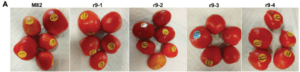 Farming uses too much water? These CRISPR gene-edited tomatoes resist ...