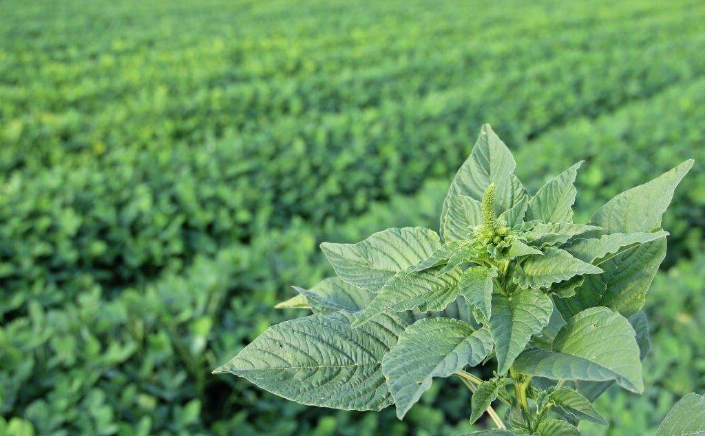 Controlled Release Herbicide Formulation for Effective Weed Control ...