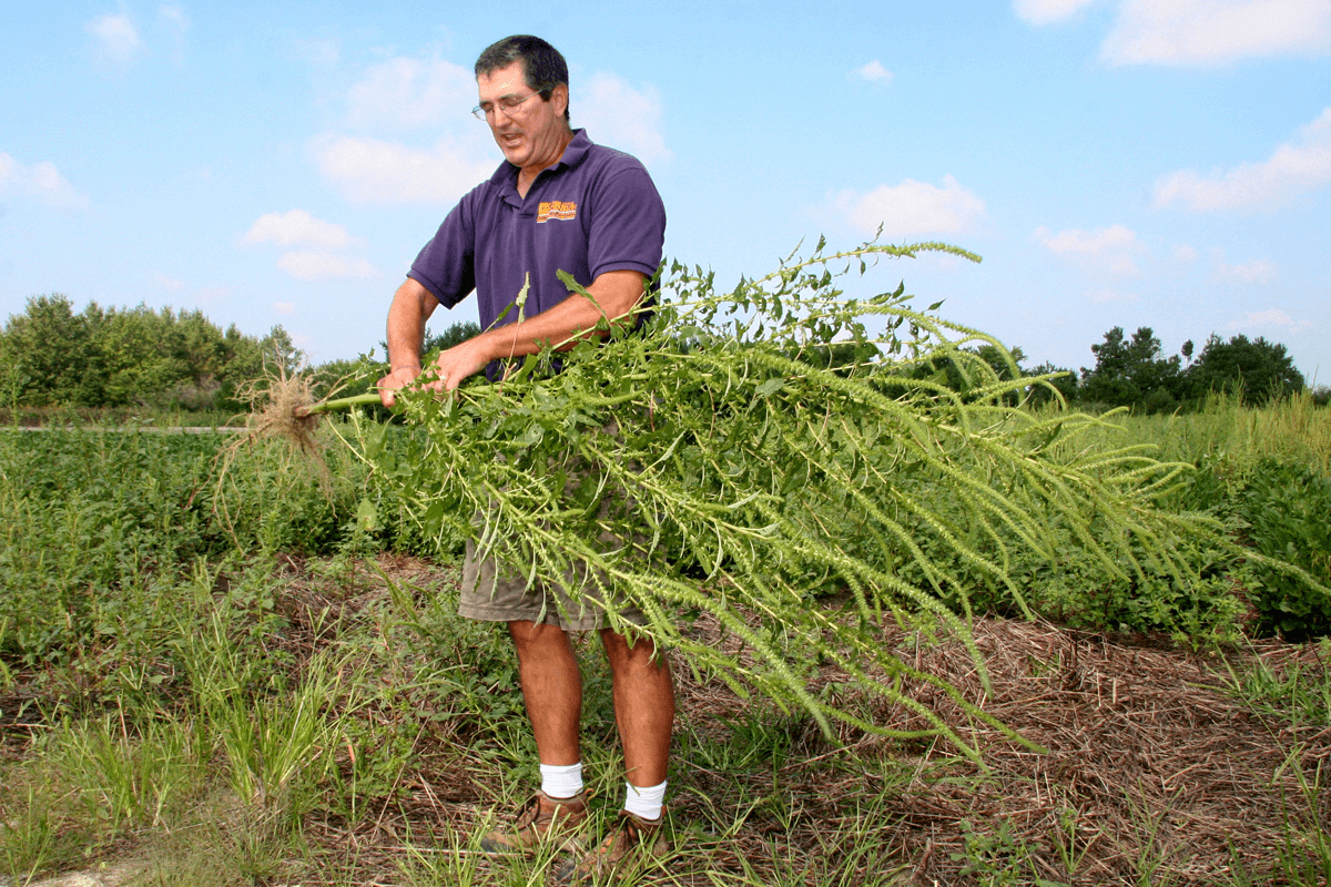 Will AI conquer herbicide resistance? Ultra-precise targeting removes ...