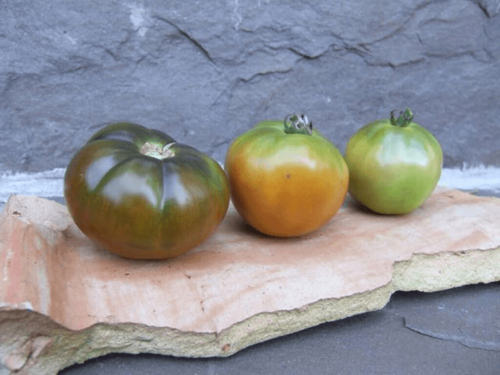 Chill-proof tomatoes? CRISPR gene-editing breakthrough - Genetic ...