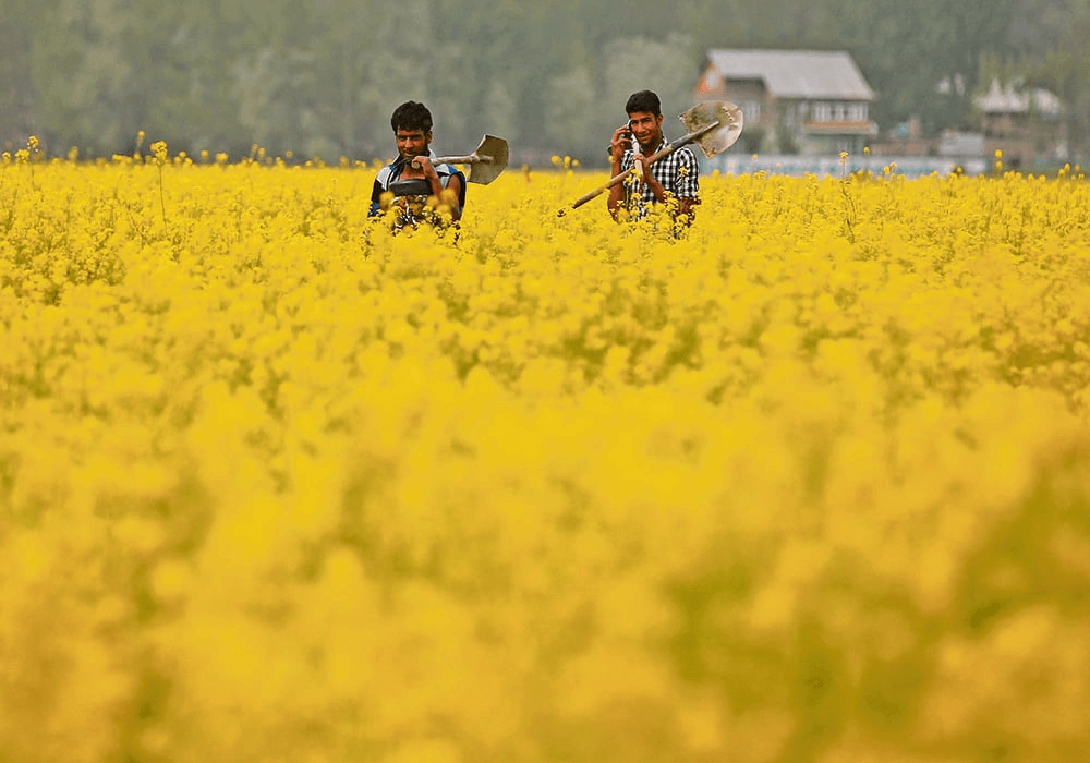 With only insect resistant Bt cotton approved, India set to address ...