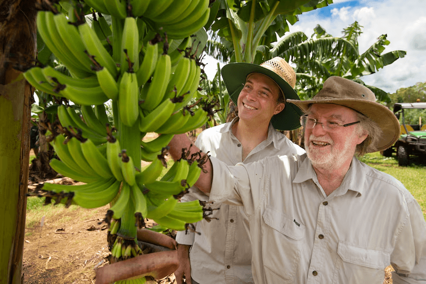 ‘Banana apocalypse’? How disease resistant bananas can help overcome a ...