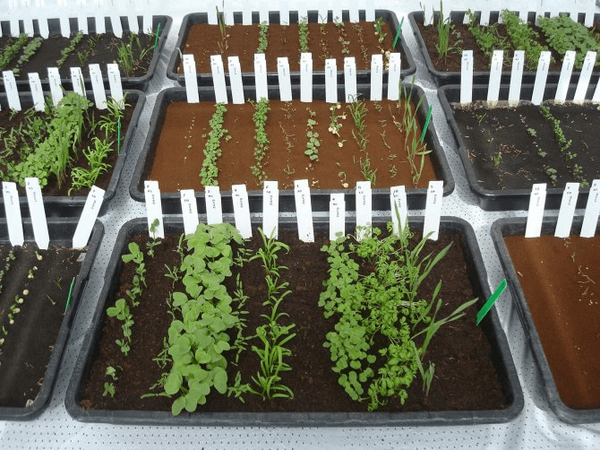 ‘Growing food in space isn’t exactly a walk in the park’ - Genetic ...