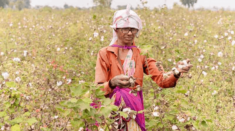 Insect-resistant, genetically modified Bt cotton revolutionized farming ...