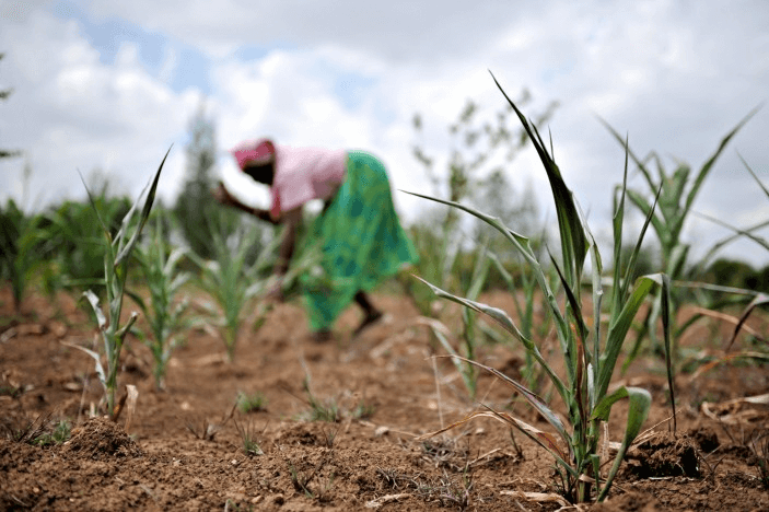 Kenyan High Court rebuffs activist suit to block GMO food imports ...
