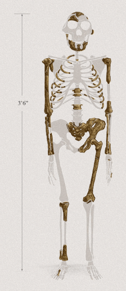 A.L. 288-1, better known as Lucy, was unearthed 50 years ago. Here is ...