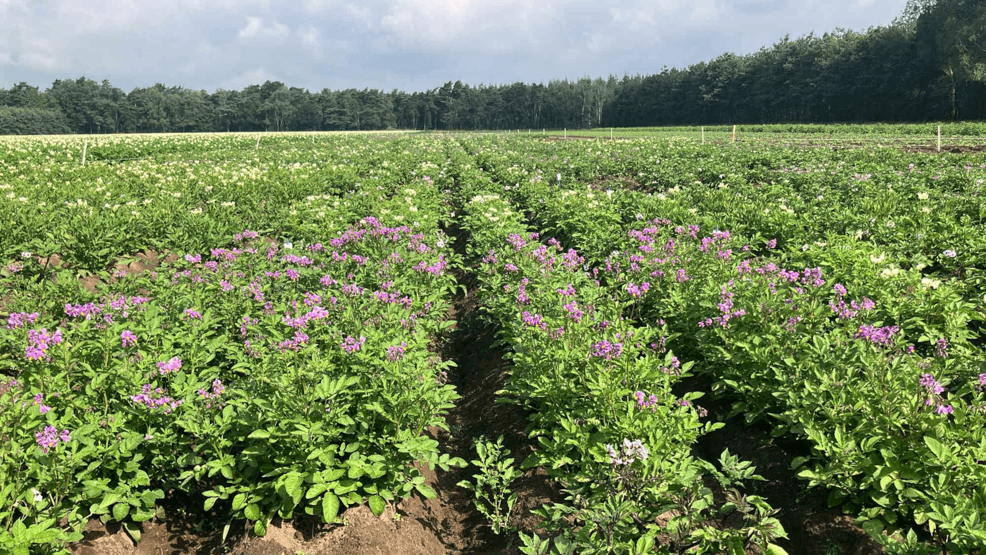 The humble potato is undergoing a genetic revolution. Here's how and ...