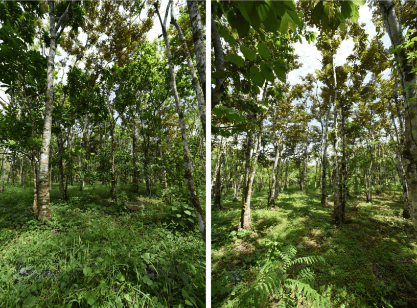 Planting trees to slow climate change—there's a method to it - Genetic ...