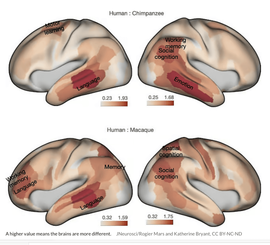 Mensa brain or monkey brain: What makes us different and how did that ...