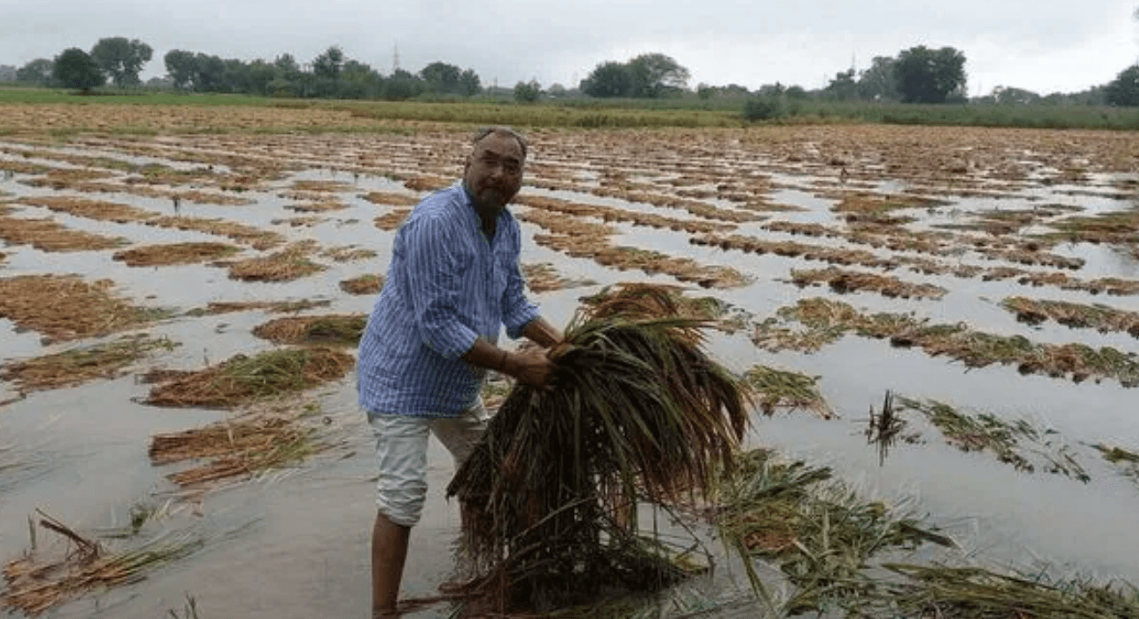 The coming rice crisis: Can biotechnology prevent global shortages ...