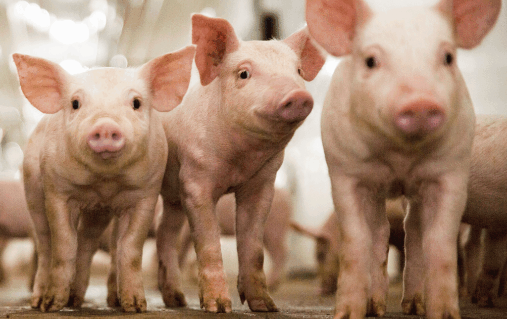 CRISPR pig joins a shortlist of genetically modified animals approved ...