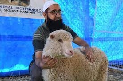 India’s new gene-edited sheep increases muscle mass by 30% - Genetic ...