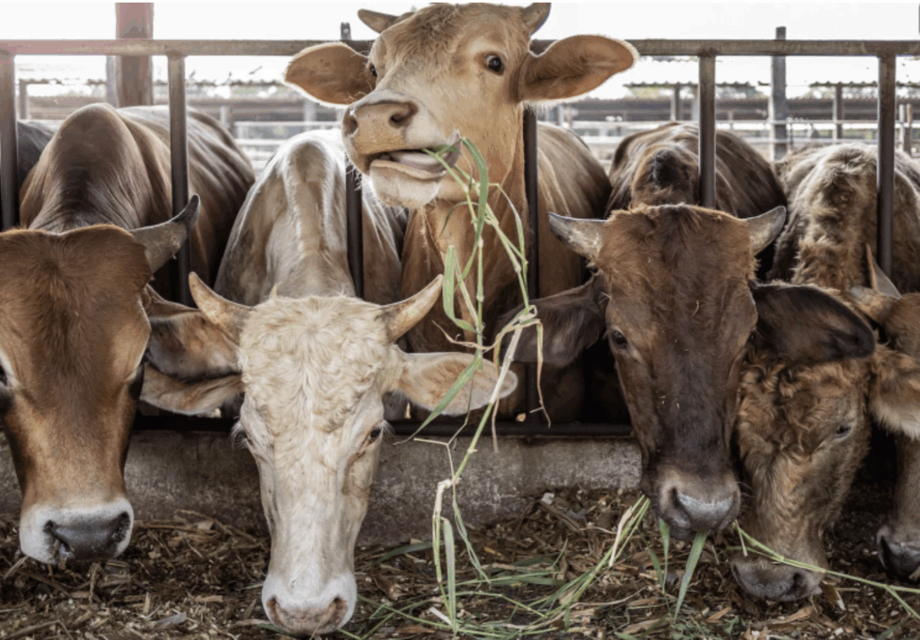 6% of global carbon emissions are linked to beef. Here’s how American ...