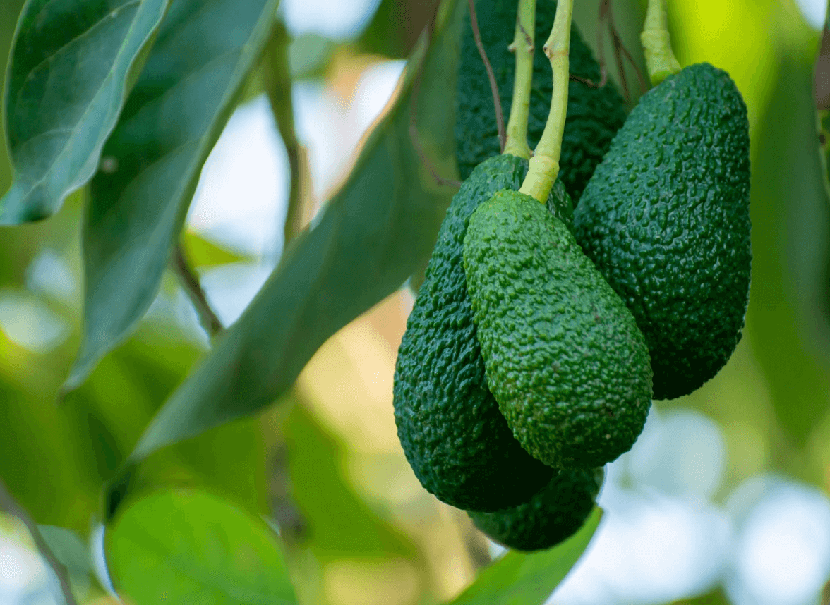 Avocado orchard of the future: ‘Creating novel types with vibrant skin ...
