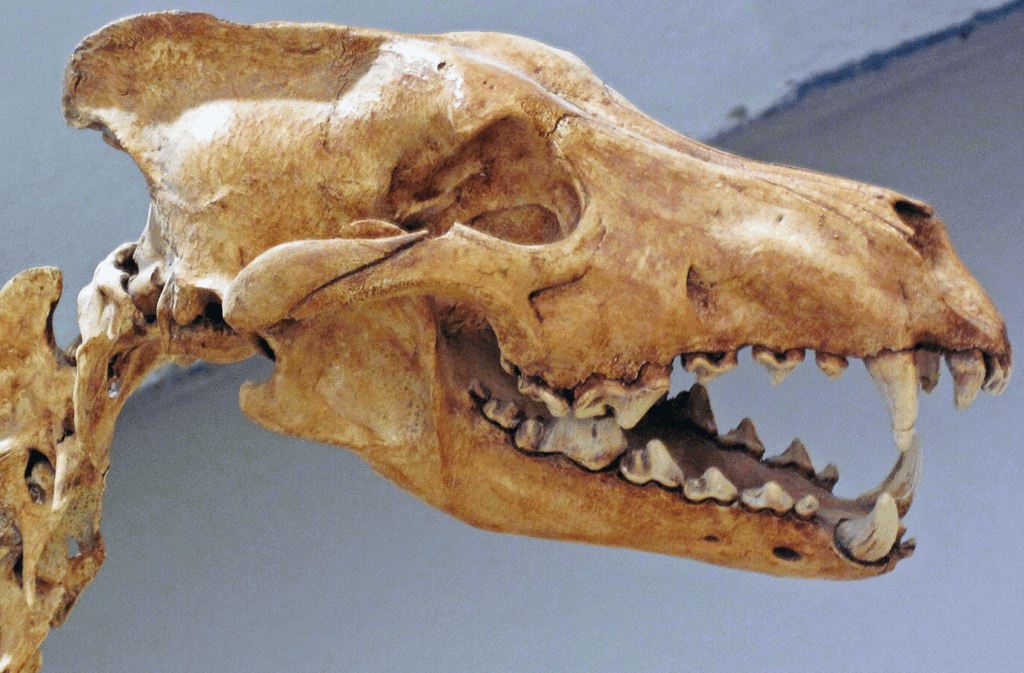 The resurrection of the dire wolf is phony, but Colossal Biosciences ...