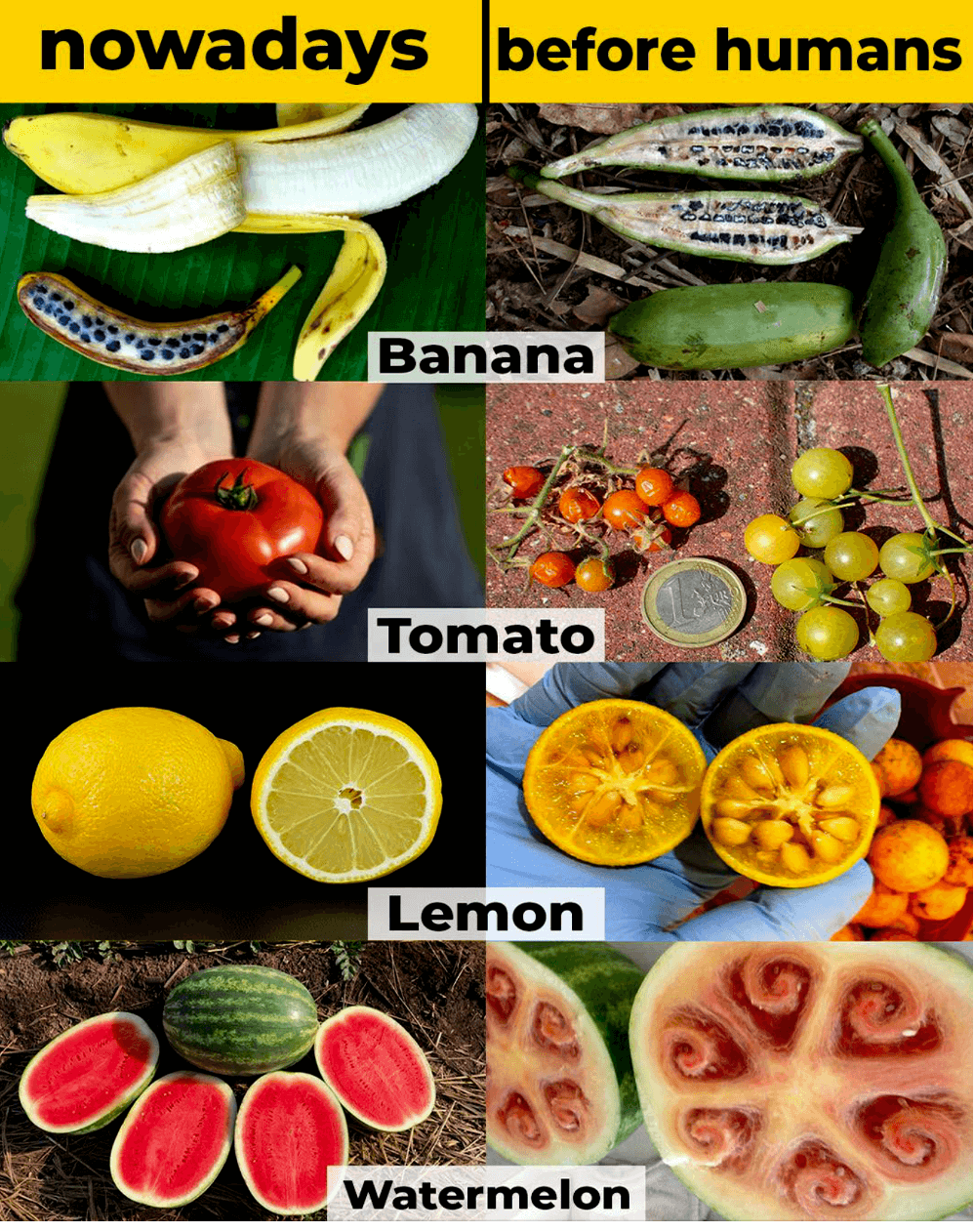 Beautiful and delicious mutants on your plate: The misunderstood world ...