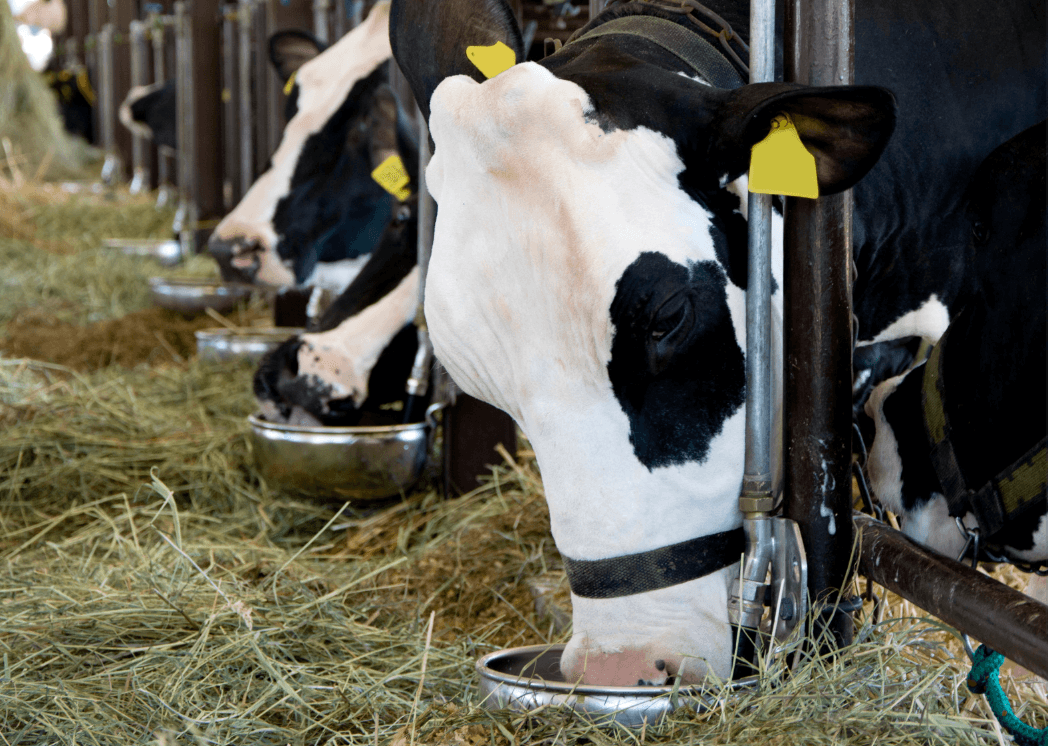 UK gene-editing milestone: Livestock barley that increases ruminant ...