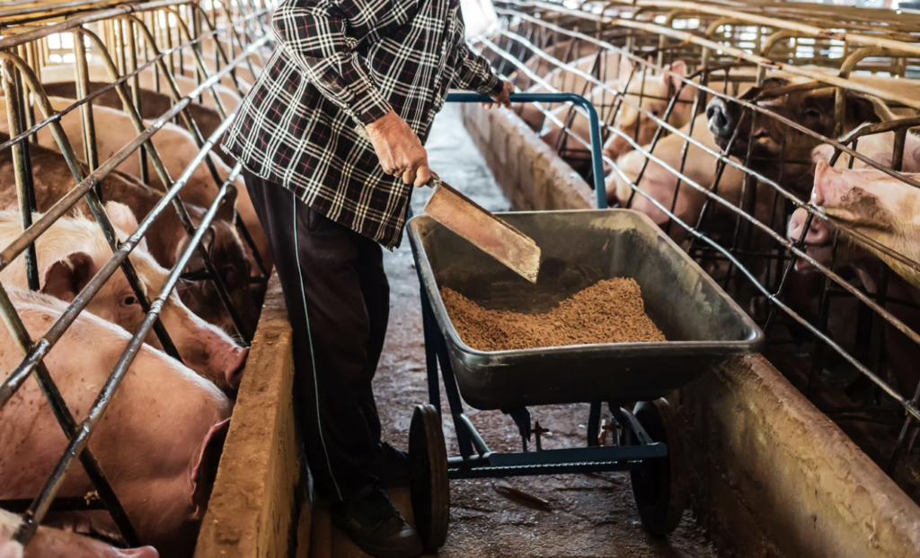 Viewpoint: Swine farmers are under attack for allegedly mistreating ...
