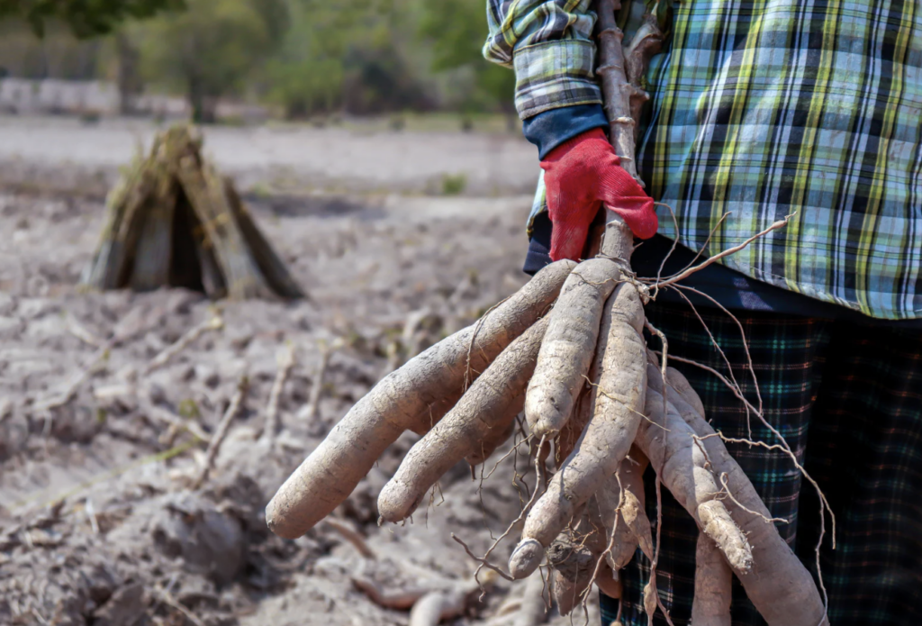 Some plants can poison you. So how did humans figure out what is safe ...