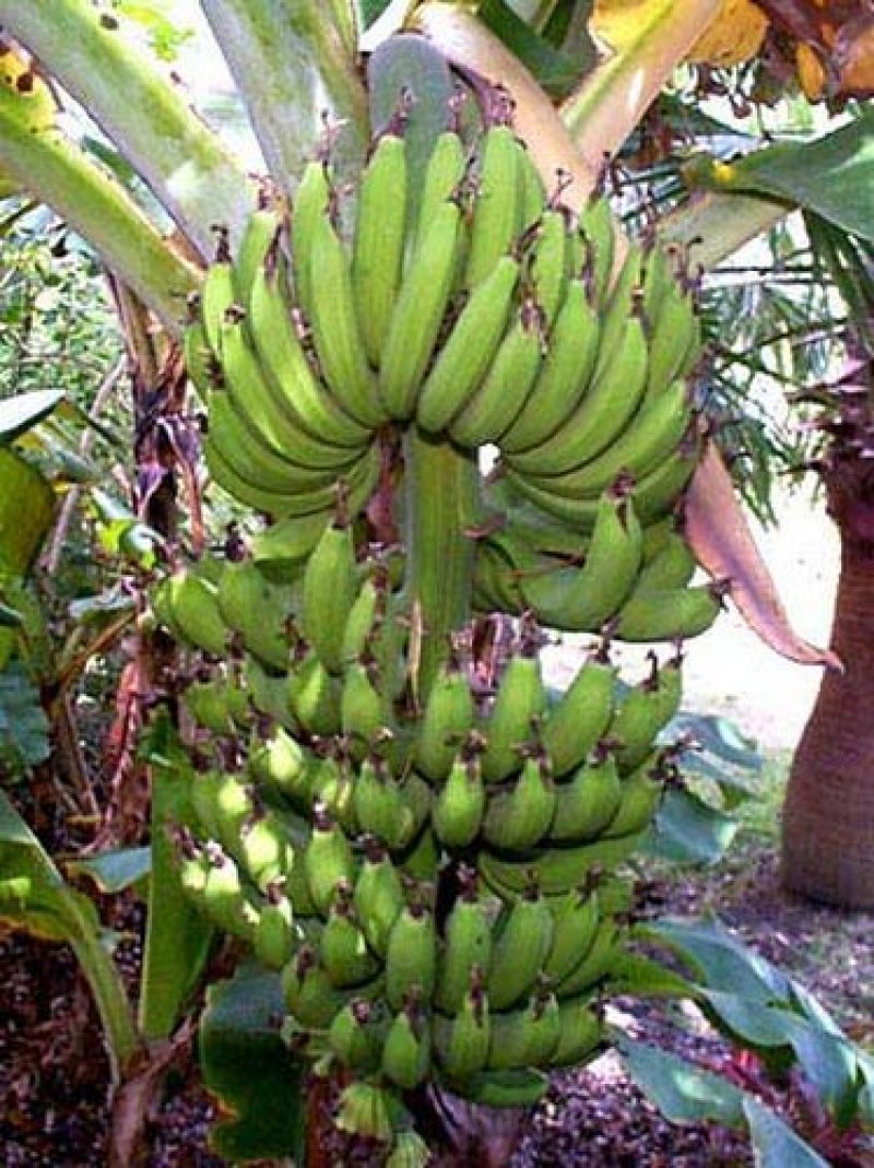GMO bananas enriched with vitamin A to benefit millions in Africa set ...