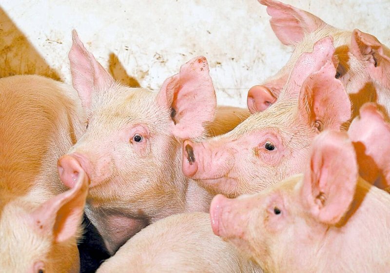 Under its year old regulation, Canada has yet to approve a gene edited ...