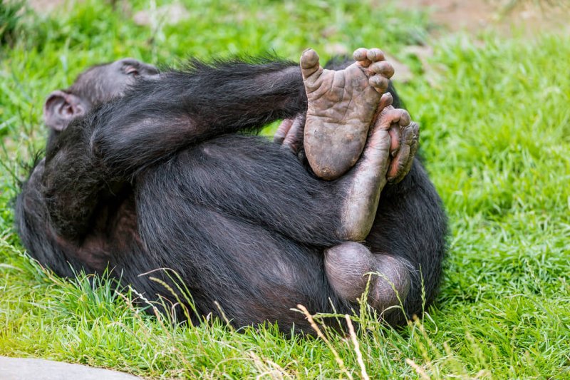 Quirks of evolution: Human vs ape testicle size and why we are the only ...