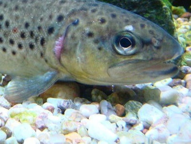 Transgenic salmon hybridize with trout, produce sterile offspring ...