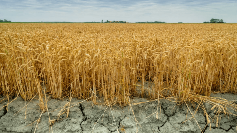 Wild wheat: Genetically-tweaked varieties that are not just climate ...