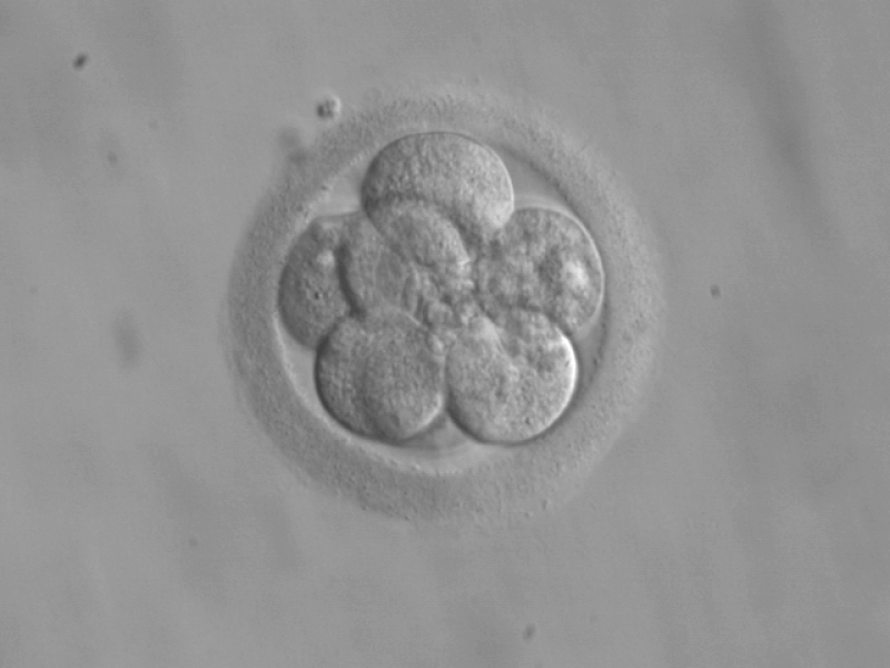 Ethical debate escalates over propriety of 14-day limit on lab-grown ...