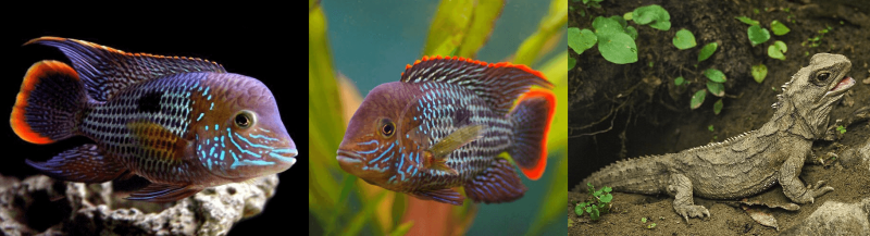 'It can happen in just a few generations': These animals are evolving ...