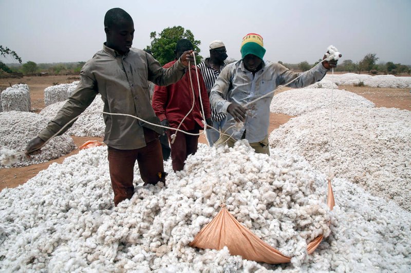 Bt cotton in Africa: Role models and lessons learned - Genetic Literacy ...