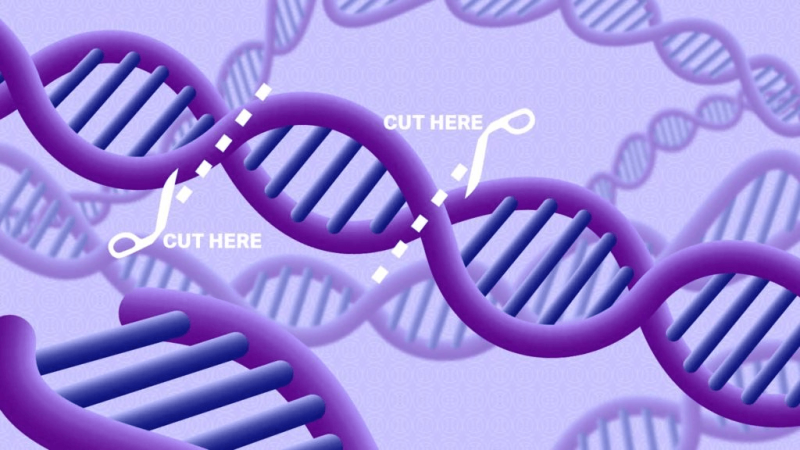 CRISPR runs through it: From targeting diseases to transforming farming ...