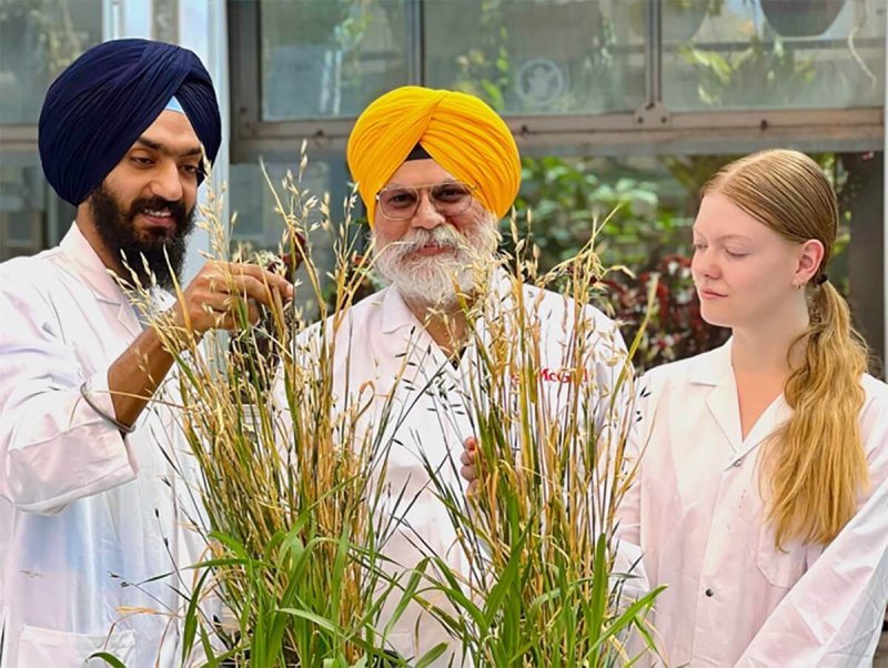 The latest gene edited crop: Oats with higher yields, more fiber and ...