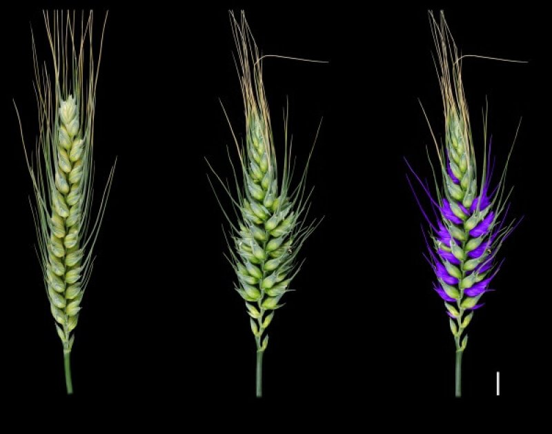 Wheat gene discovery could give breeders new tool to boost crop yields ...