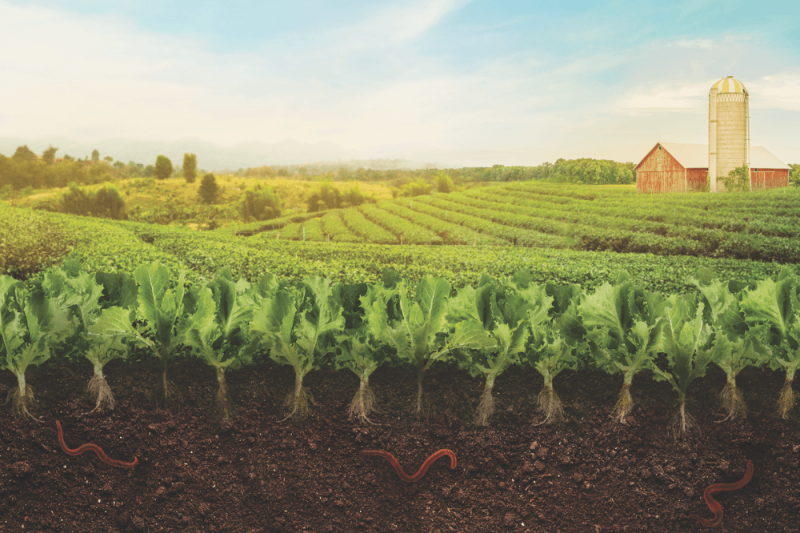 Global regenerative farming market is booming. Here’s why - Genetic ...