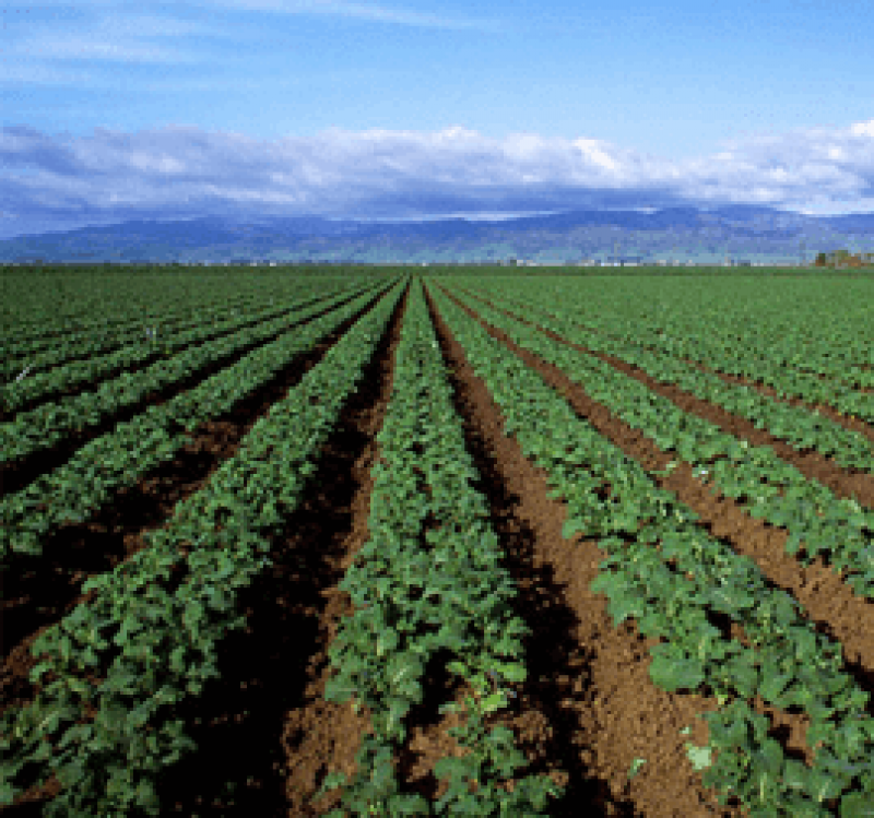 Monoculture: Is it really the problem 'intensive agriculture' critics ...
