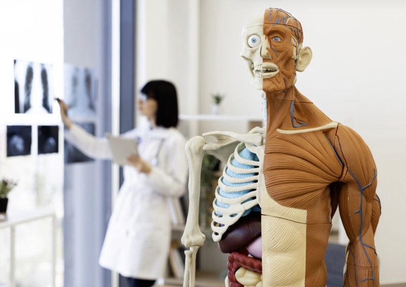 Human ‘bodyoids’: We will soon be able to manufacture brain-less human ...