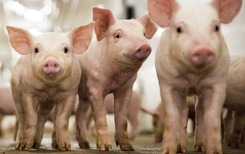 CRISPR pig joins a shortlist of genetically modified animals approved ...