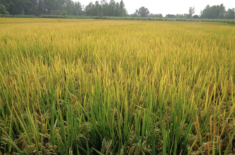 India developing climate-adaptive gene edited varieties to supplement ...